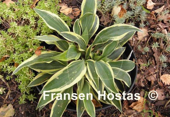 Hosta Bobcat - Fransen Hostas